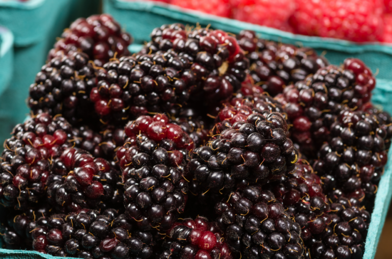 marionberries – Farm Fresh Washington